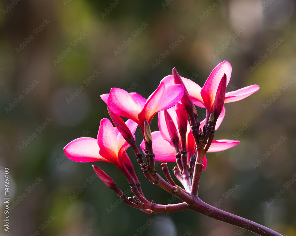 plumeria rubra flower isolated on nature background Stock Photo | Adobe ...