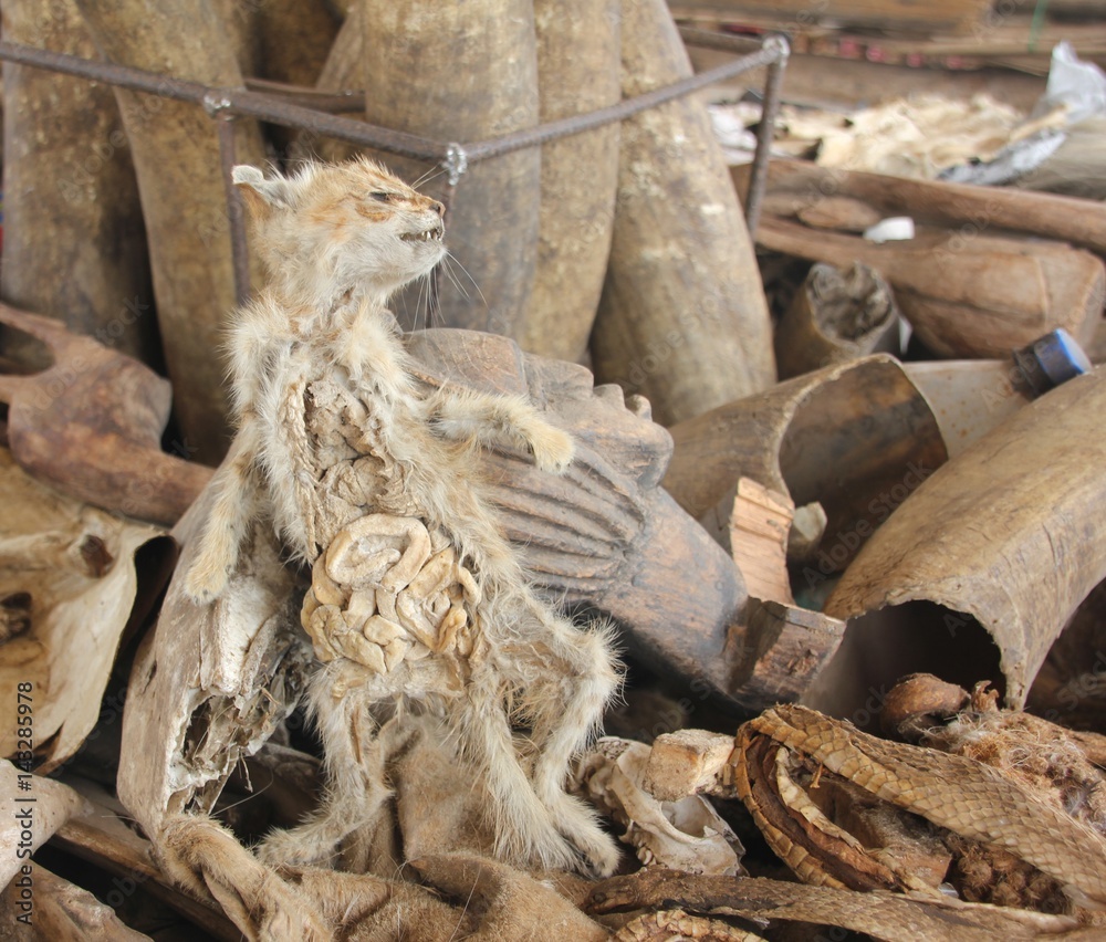 Prepared Cat, Intestine, Voodoo paraphernalia, Akodessawa Fetish Market ...
