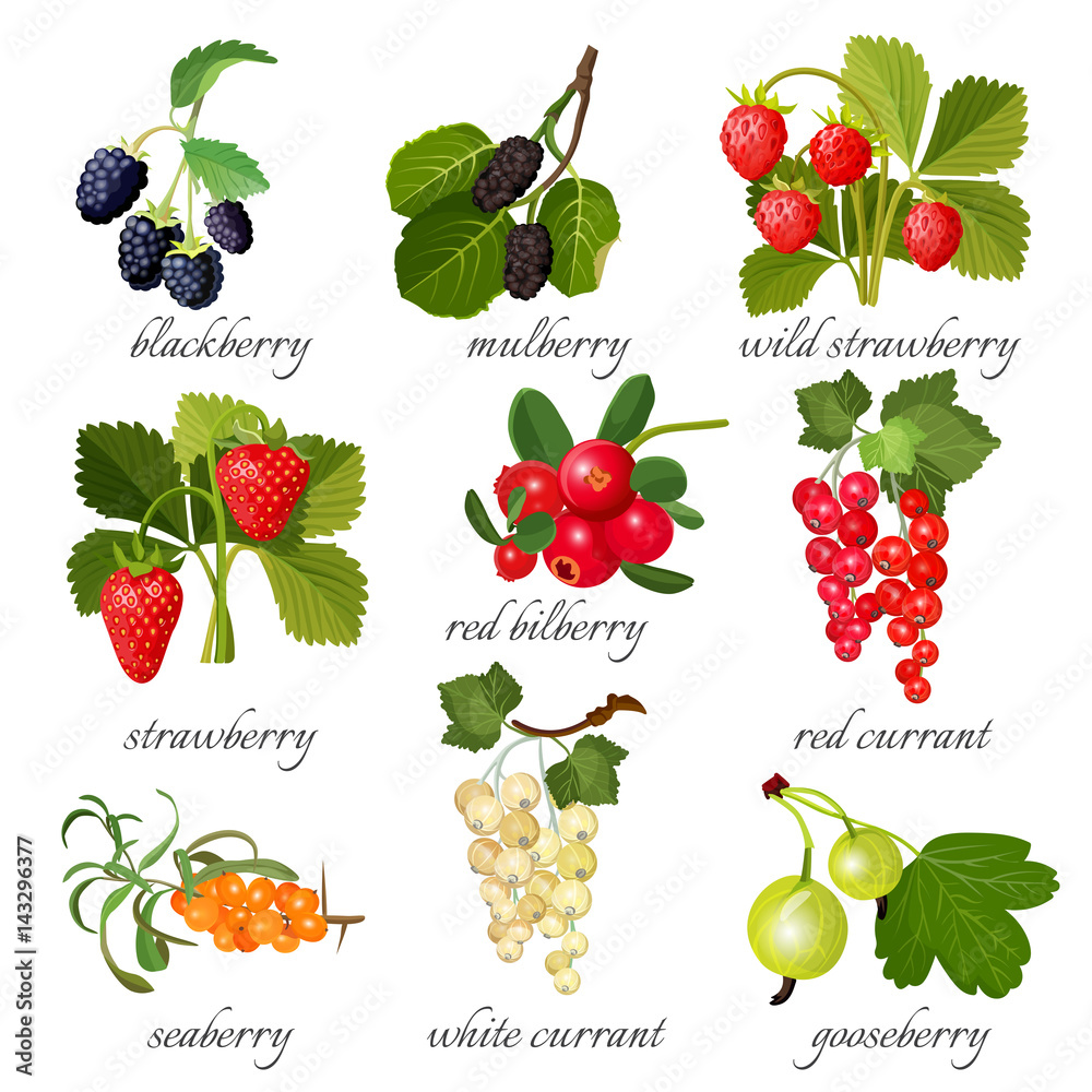 Blackberry Vs Mulberry