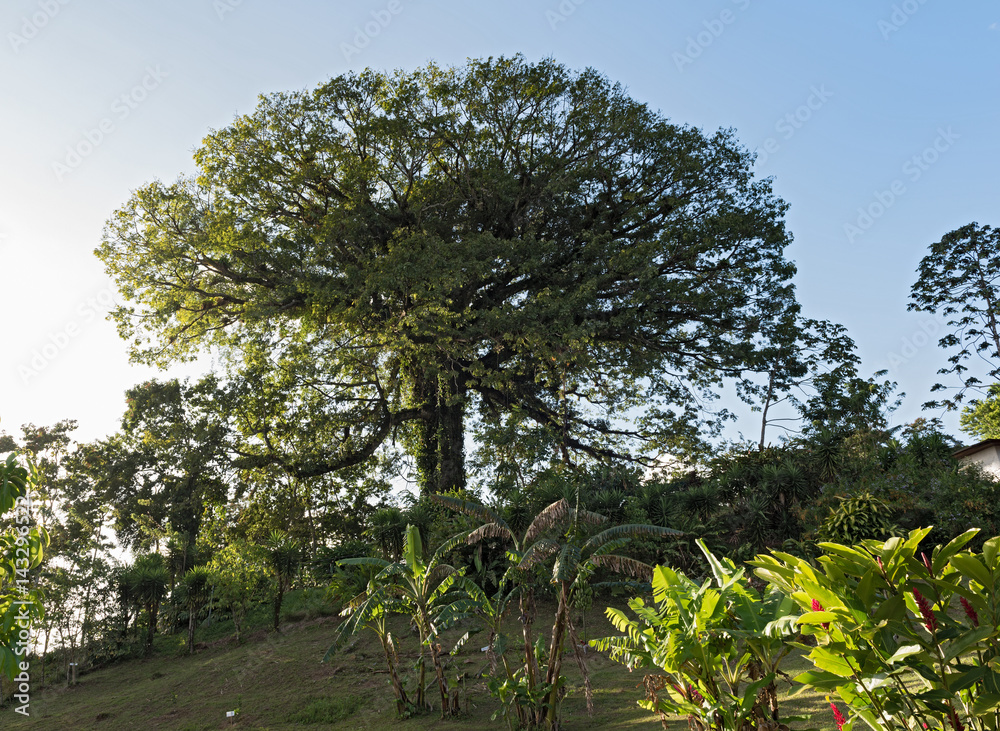 Big Ceiba Tree at Lake Arenal, Costa Rica Stock Photo | Adobe Stock