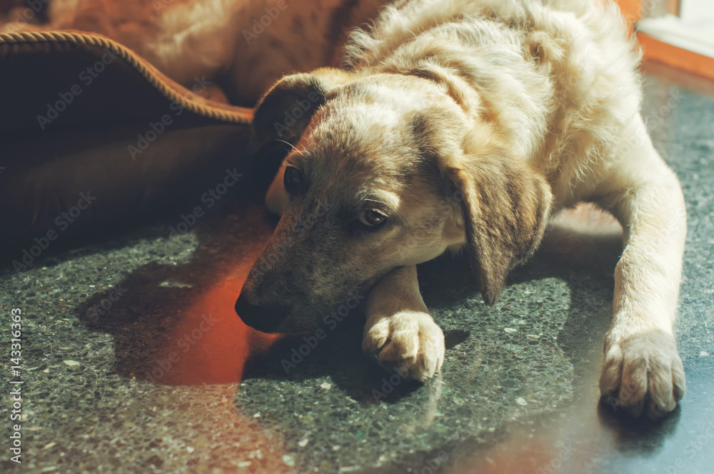 Relaxed puppy black and white half-blood dog lying in her dog's bed ...