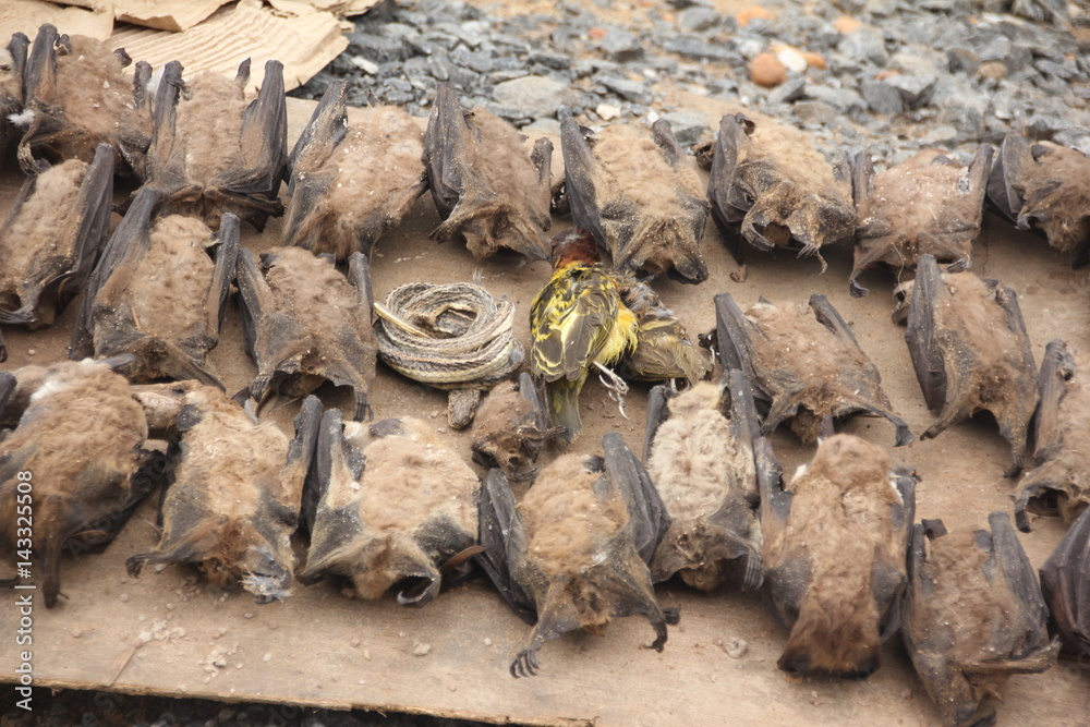 Flying Fox, Voodoo paraphernalia, Akodessawa Fetish Market, Lomé, Togo ...