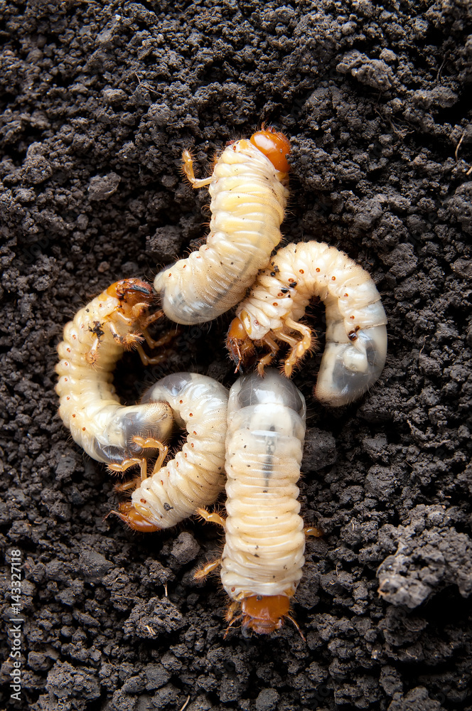 may-bug larvae in the soil background. Melolontha vulgaris Stock Photo ...