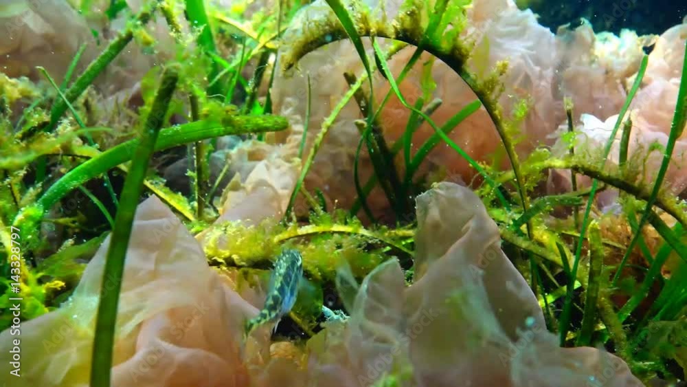 The ninespine stickleback (Pungitius pungitius), also called the ten ...