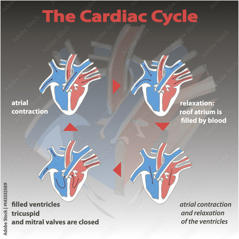 The cardiac cycle of heart on gradient background isolated. heart ...