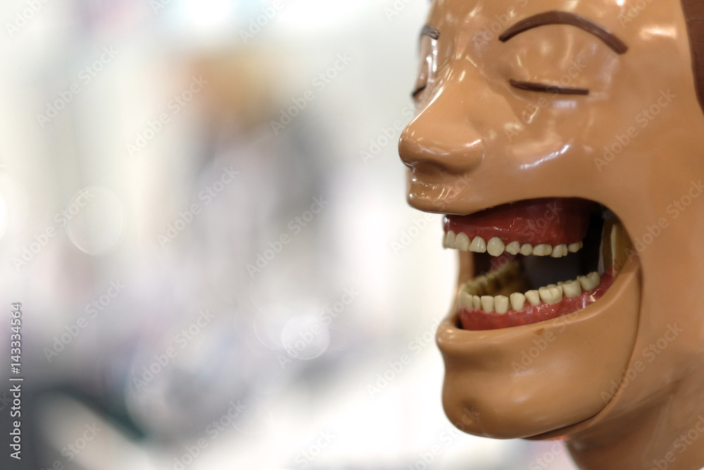 Model of the human head as a teaching aid for dentists at the ...