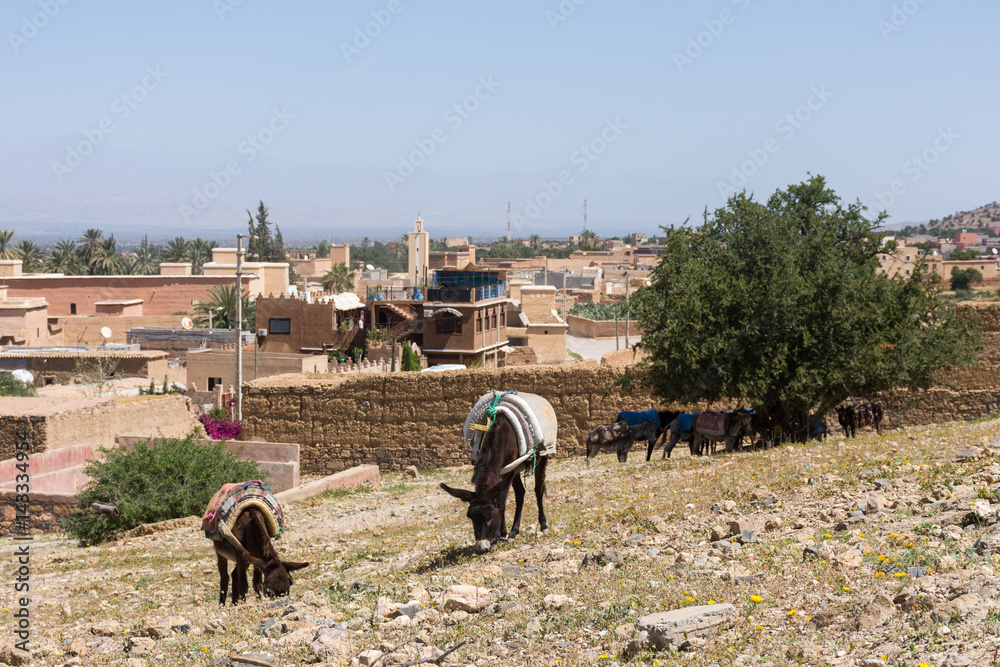 Ânes devant le village berbère de Tiout, Taroudant, Maroc Stock Photo ...