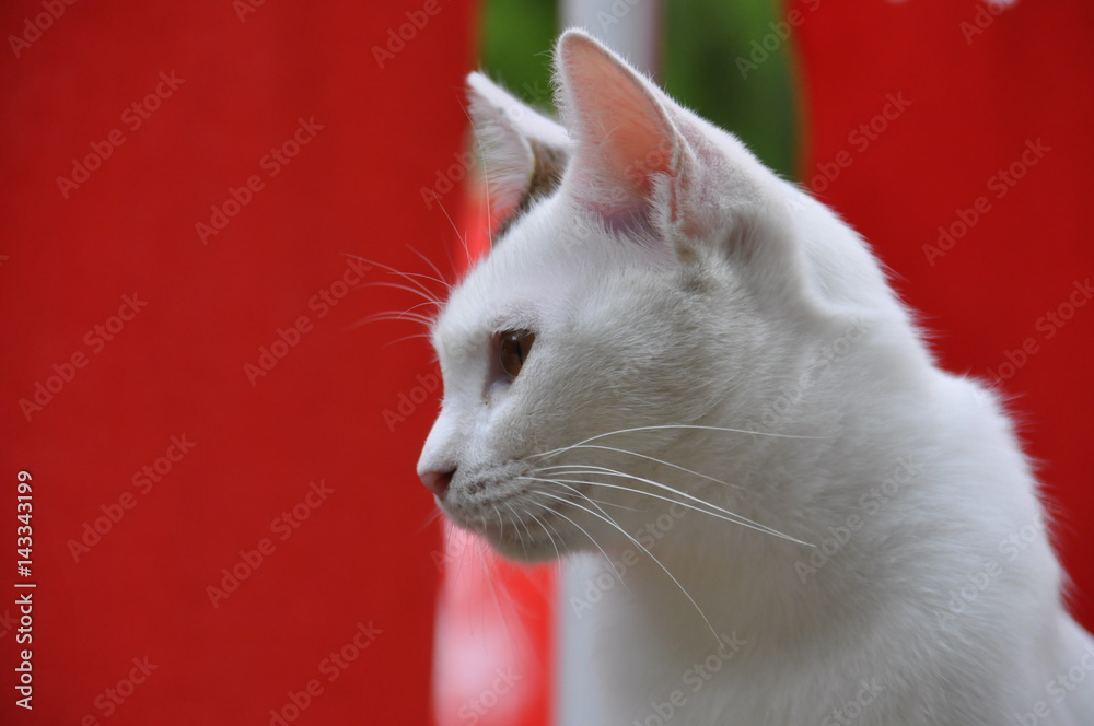 Cat Looking Sideways