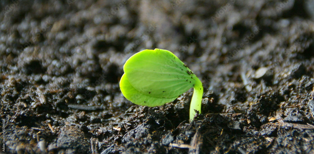 germination de graine de courgette dans du terreau Stock Photo | Adobe ...