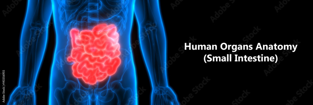 Human Digestive system Anatomy (Small intestine) Stock Illustration ...