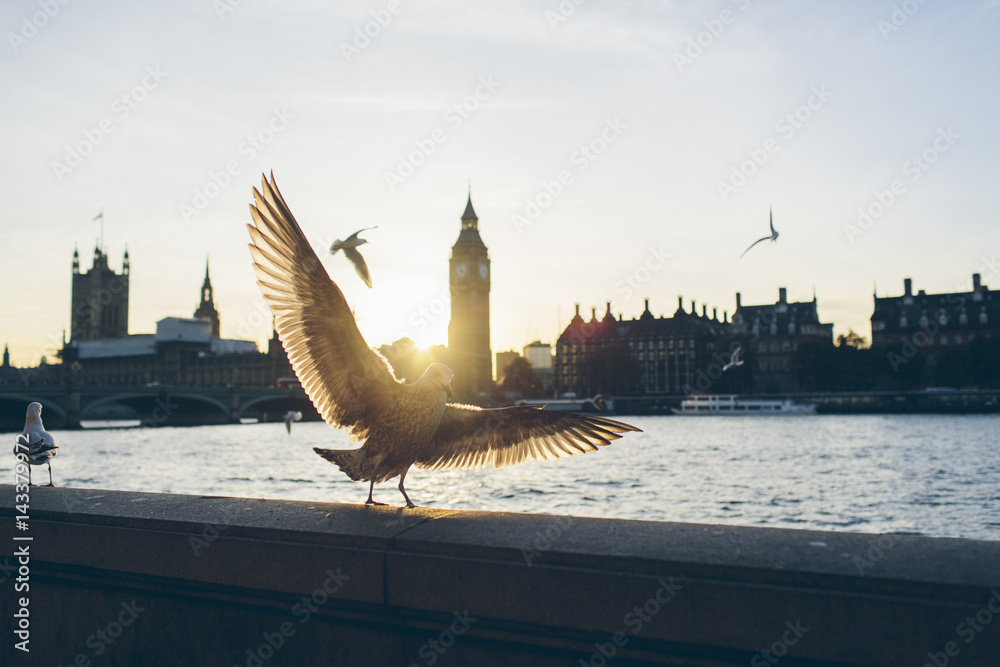 UK, England, London, Birds on bank of River Thames with Houses of ...