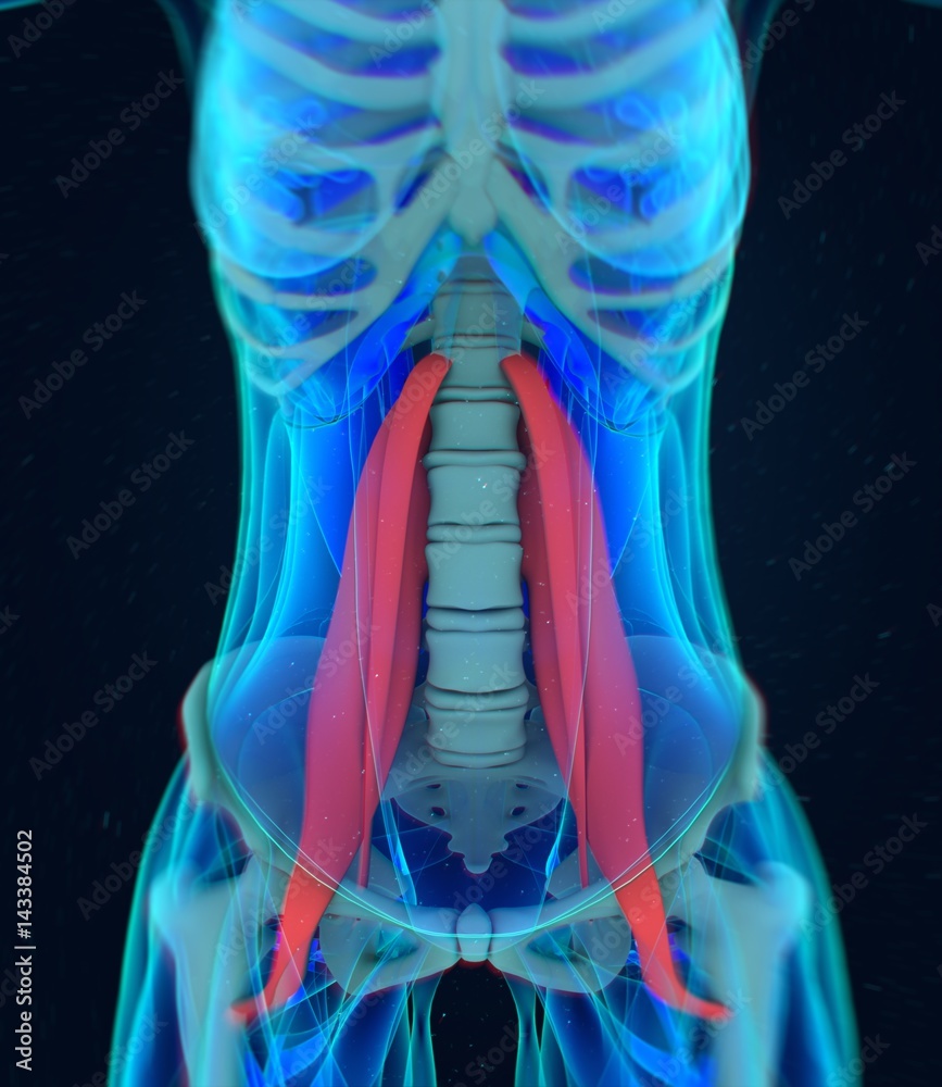 Female psoas muscle. Soul muscle. Human anatomy muscular system. 3d ...