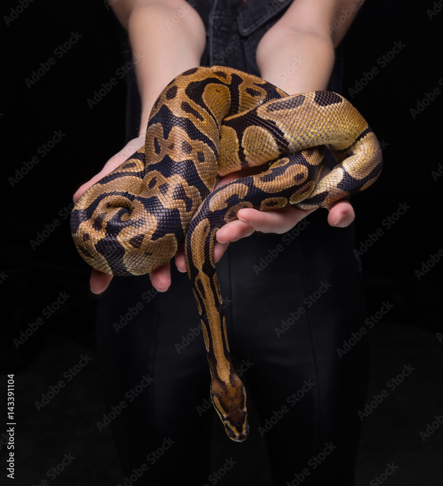 Stockfoto Young woman holding python | Adobe Stock