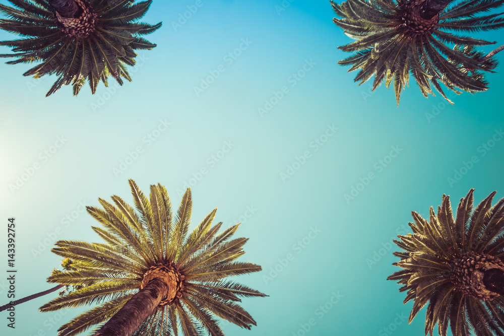 Beverly Hills Los Angeles Rodeo Palm Trees Beverly Hills Los Angeles ...