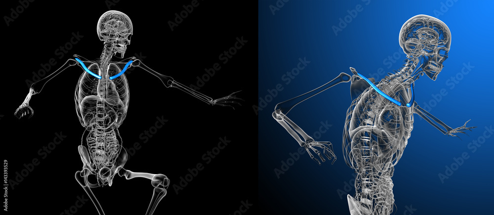 3d rendering medical illustration of the clavicle bone Stock ...