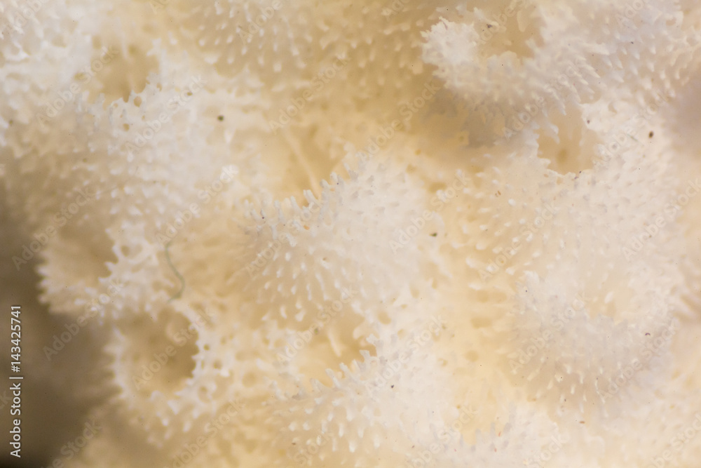 Corals are marine invertebrates in the class Anthozoa of phylum ...