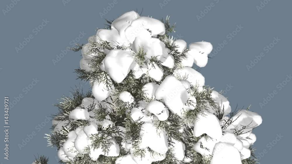 Eastern Red Cedar, a Coniferous Evergreen Tree, Covered With a Lot of ...