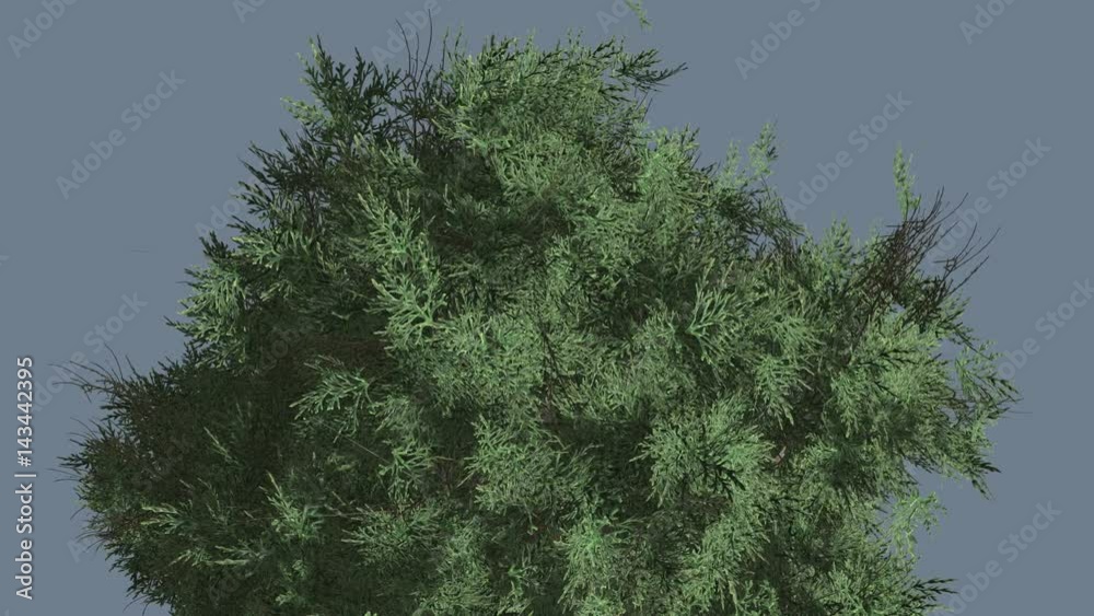 Nice Looking Eastern Red Cedar, a Coniferous Evergreen Tree, on the ...