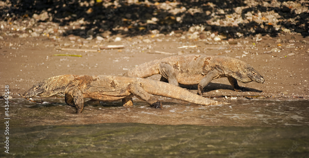 Komodo dragons, Varanus Komodensis, in Rincha Island, Indonesia. Stock ...
