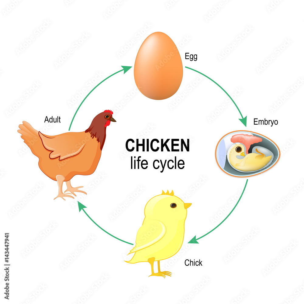 Life Cycle of A Chicken Stock Vector | Adobe Stock