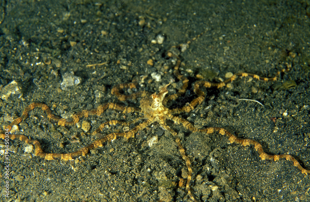 Mimic octopus mimicing sand anemone, Sulawesi Indonesia. Stock Photo ...