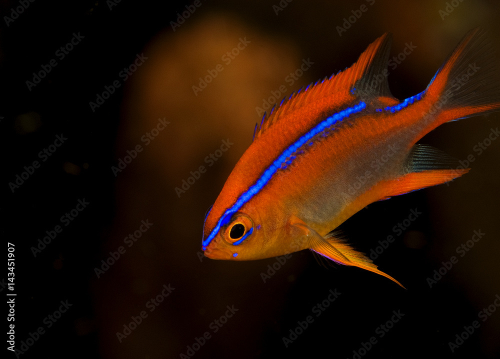 Juvenile Cross damsel, Neoglyphidodon crossi, Raja Ampat Indonesia ...