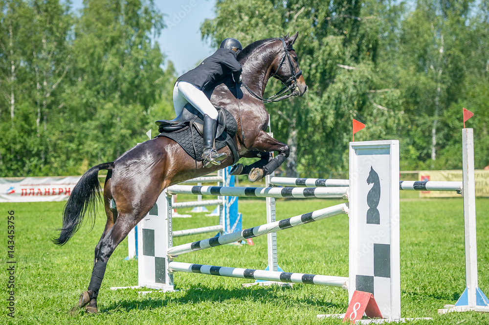 Horse Jumping High Without Rider