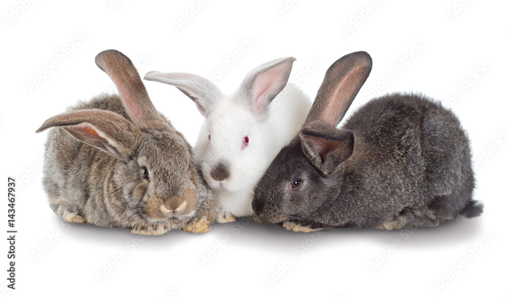 Group of rabbits, Flemish Giant is a breed of domestic rabbit on white ...