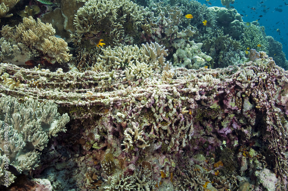 Photo & Art Print Entangled fishing net covered with coralline algae ...
