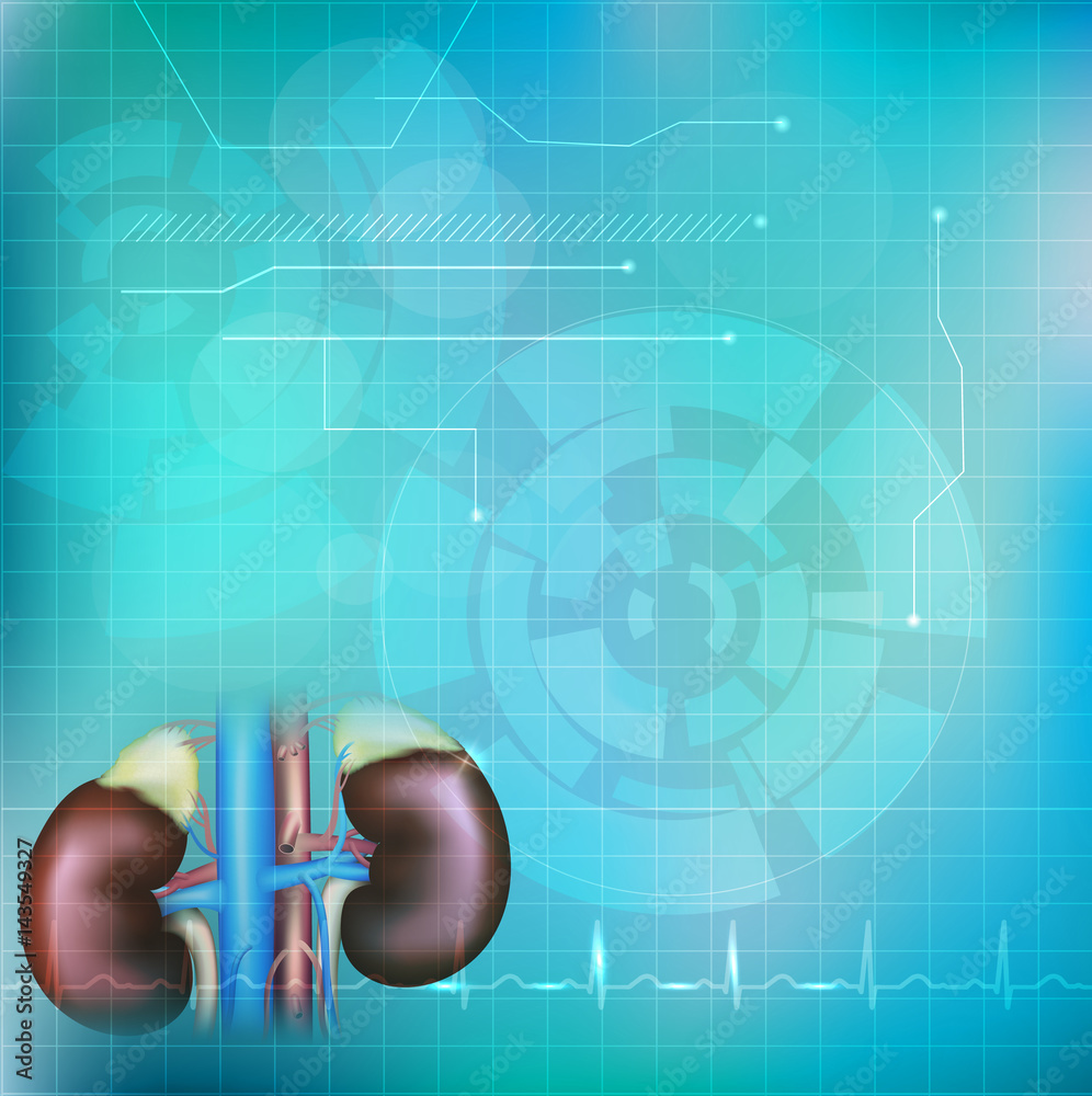 Kidneys on an abstract light blue technology background Stock Vector ...