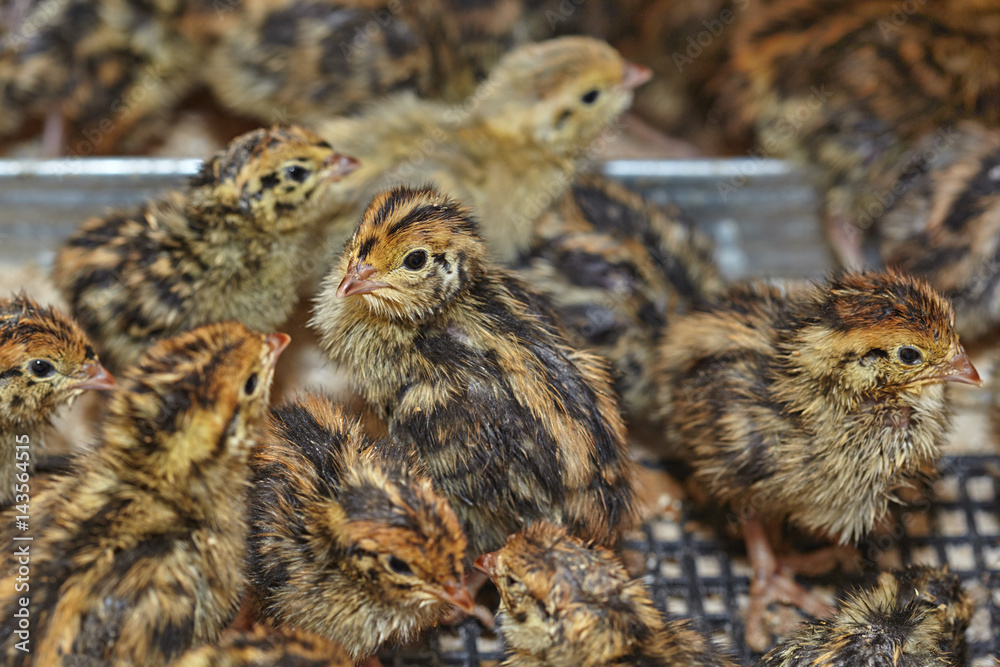 Two-day baby birds of the Japanese quail Stock Photo | Adobe Stock