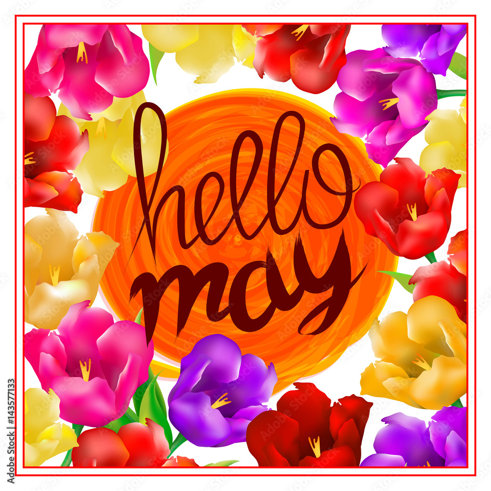 Hello may hand Lettering with tulip flower. Vector illustration EPS10 ...