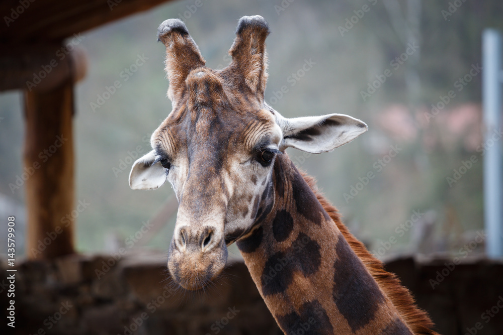 Reticulated giraffe (Giraffa camelopardalis reticulata), also known as ...