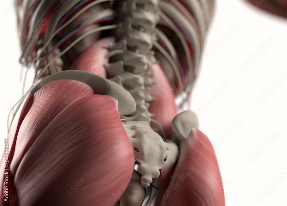 Human anatomy body. Muscular, skeletal, vascular & nervous system ...