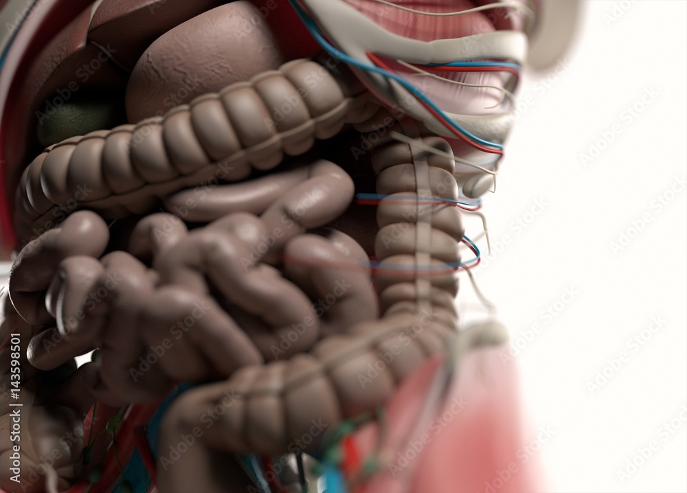 Human anatomy body. Muscular, skeletal, vascular & nervous system ...