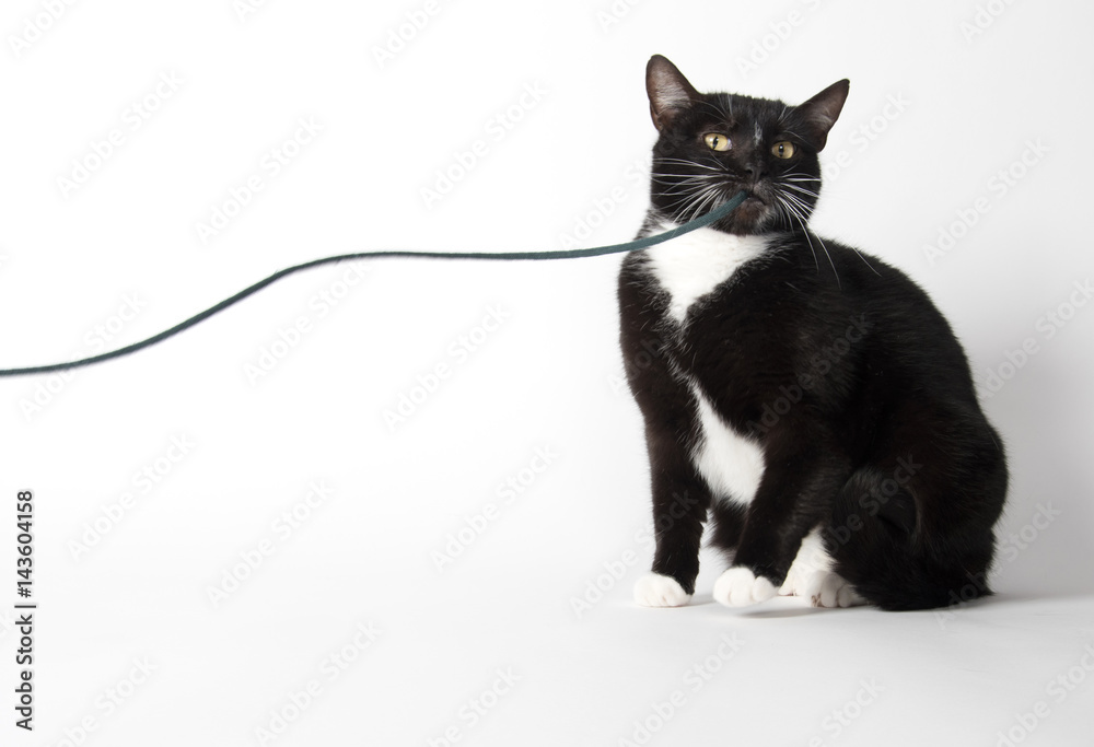 Cats Playing With String