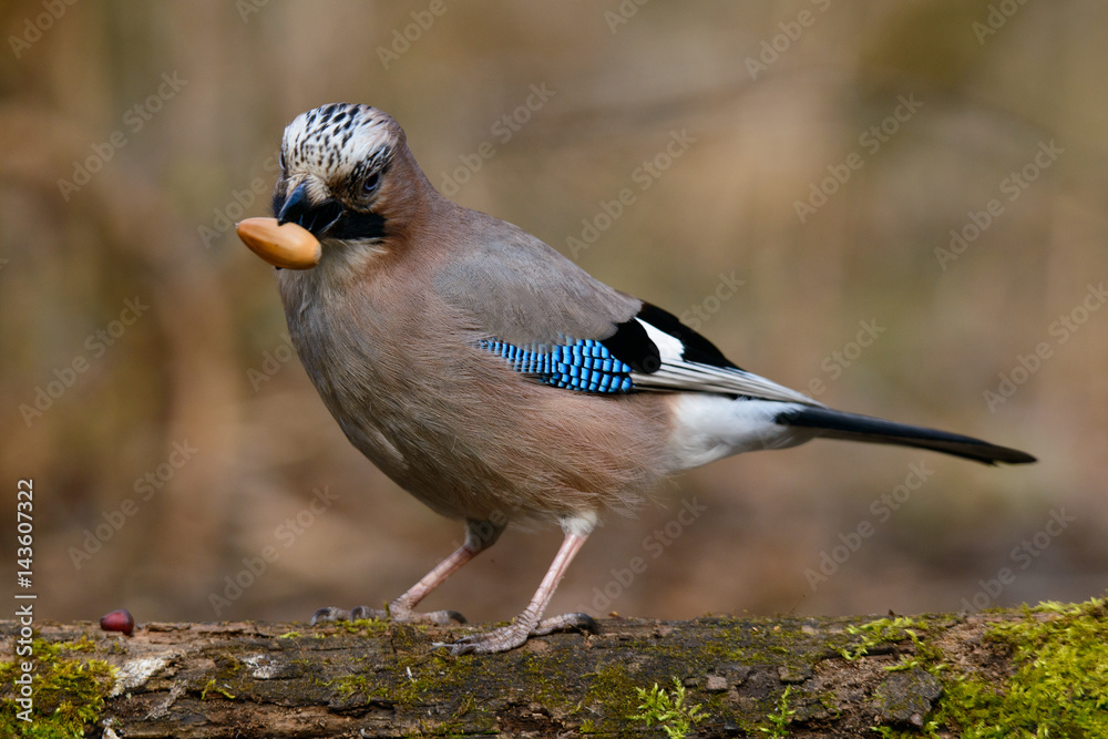 Jay sits in the tree with grass with an acorn in its beak and a green ...