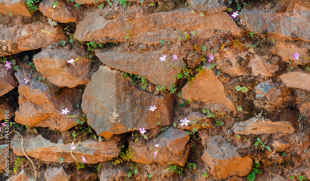 Beautiful wall. Pikillacta (Pikillaqta) is a ancient village of the ...