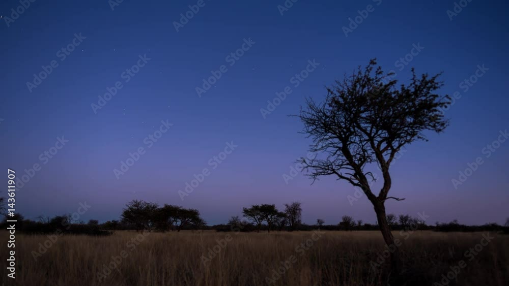 A scenic static sunset / day to night timelapse transition of an Acacia ...