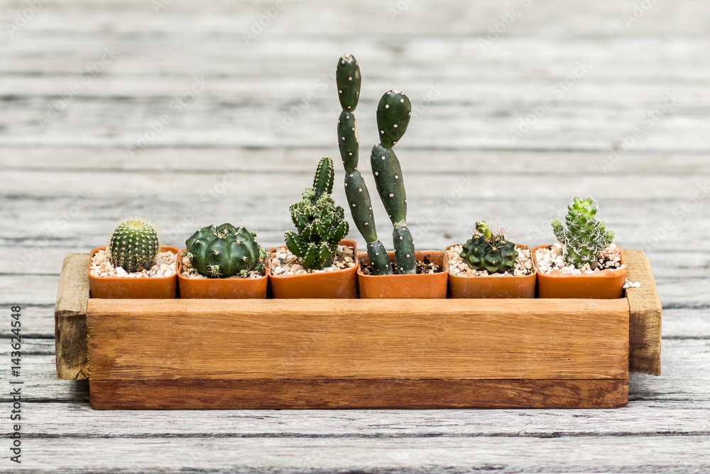 Cactus wood,cactus on wood Still Life Natural Three Cactus Plants on ...
