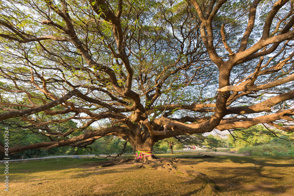Big giant tree with branch in Thailand, natural landscape background ...