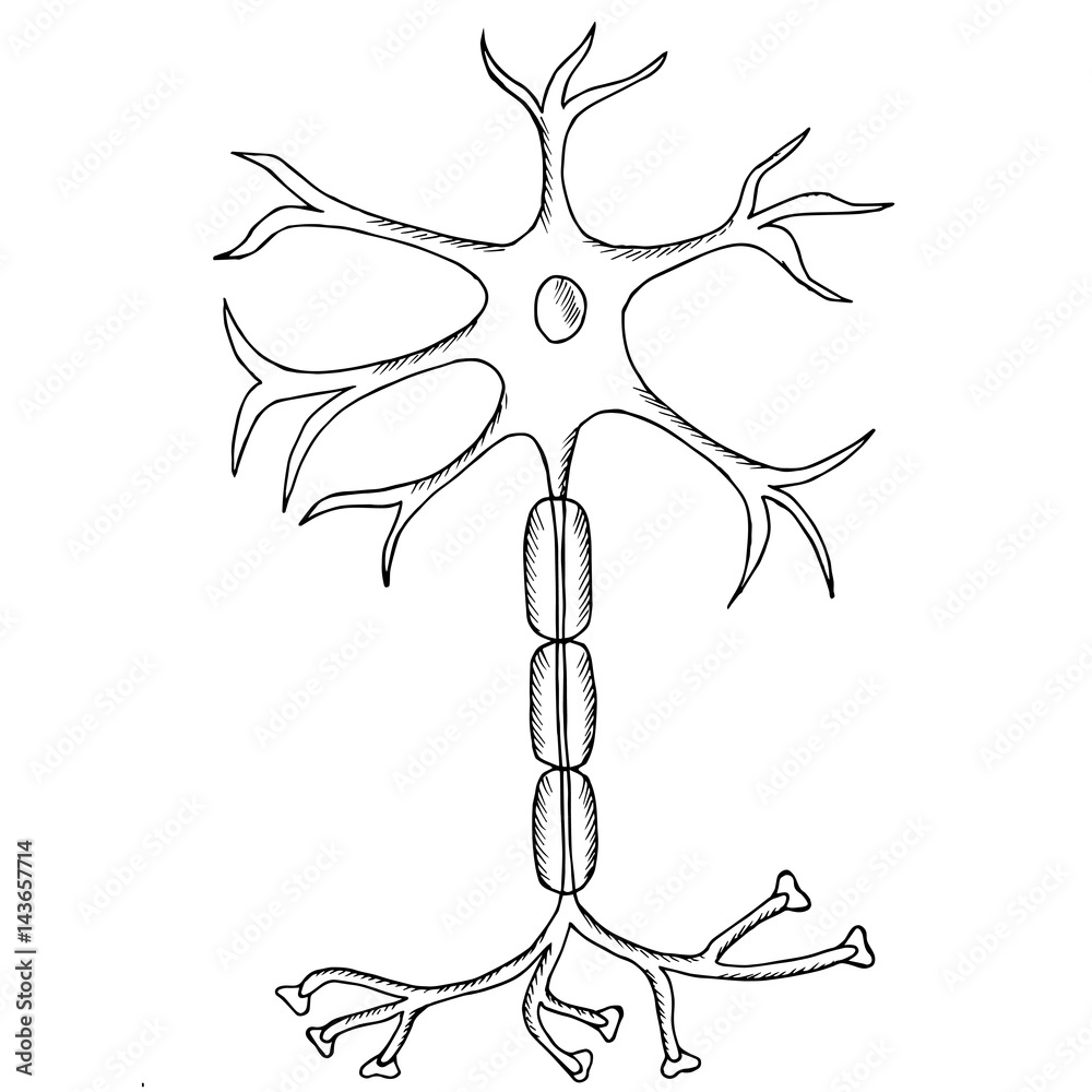 Nerve Cell Neuron, neuron, in sketch style. isolated on white ...