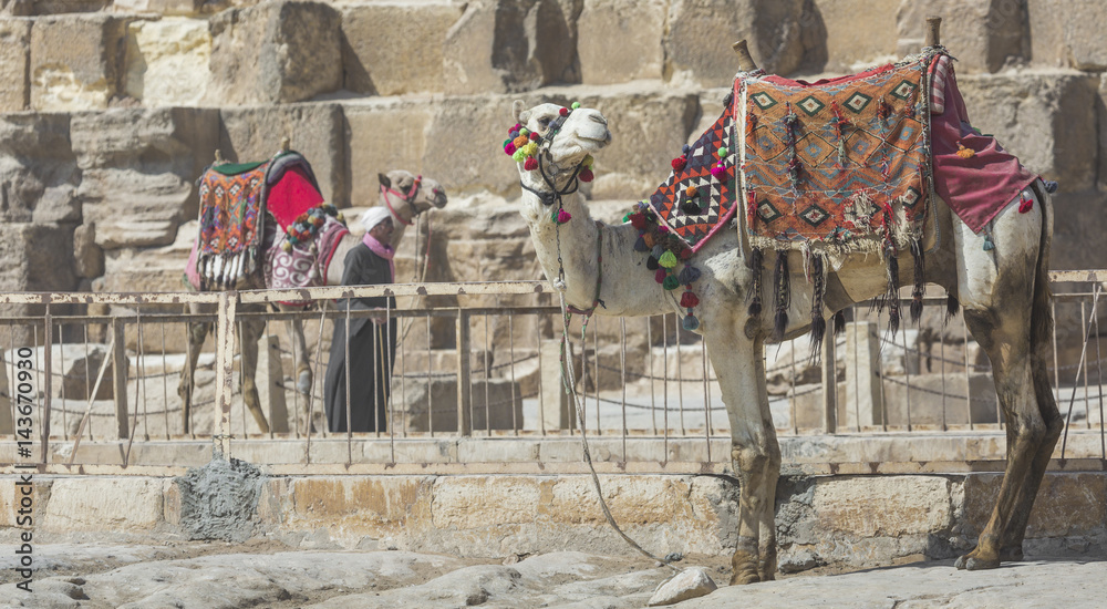 Egyptian Camel at Giza Pyramids background. Tourist attraction ...