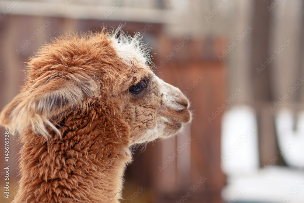Cute fluffy red alpaca close-up Stock Photo | Adobe Stock