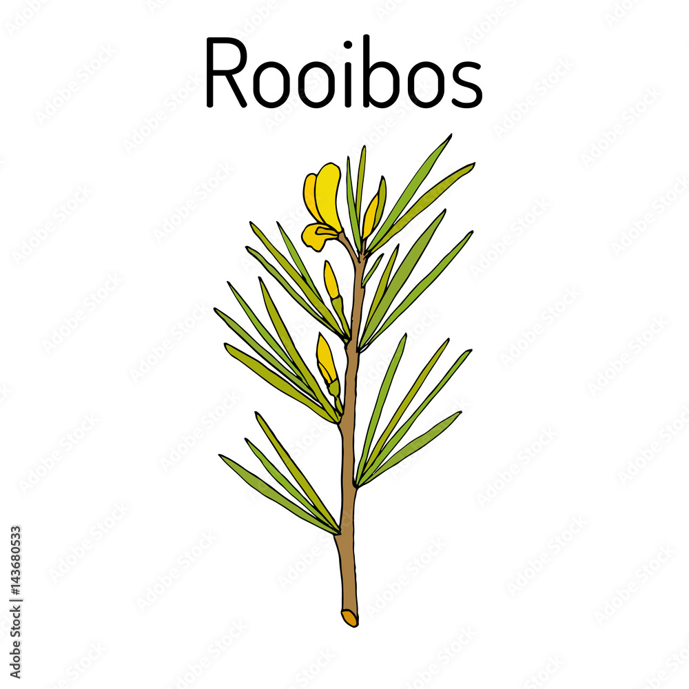 Rooibos Aspalathus linearis , or bush tea plant Stock Vector | Adobe Stock