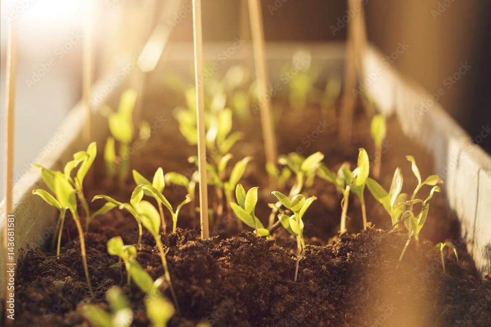 Heranwachsende Setzlinge in der Abendsonne Stock-Foto | Adobe Stock