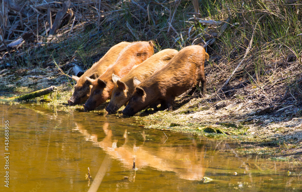Feral Pigs drinking water at Merritt Island National Wildlife Refuge ...