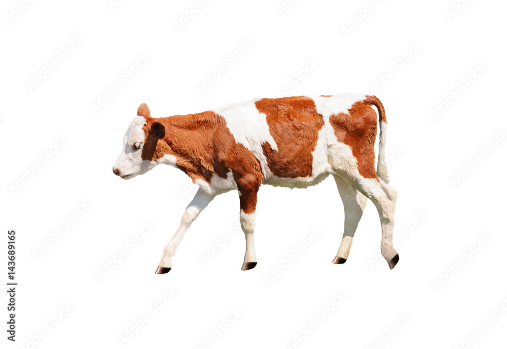 Side view of calf isolated on white background Stock Photo | Adobe Stock