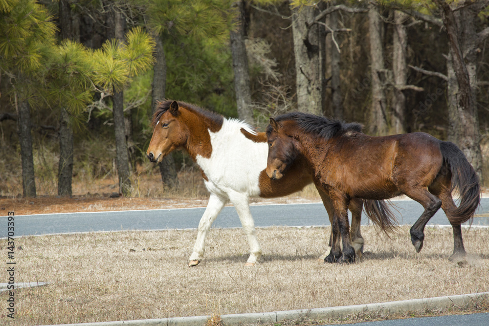 Aggressive Horse Behavior