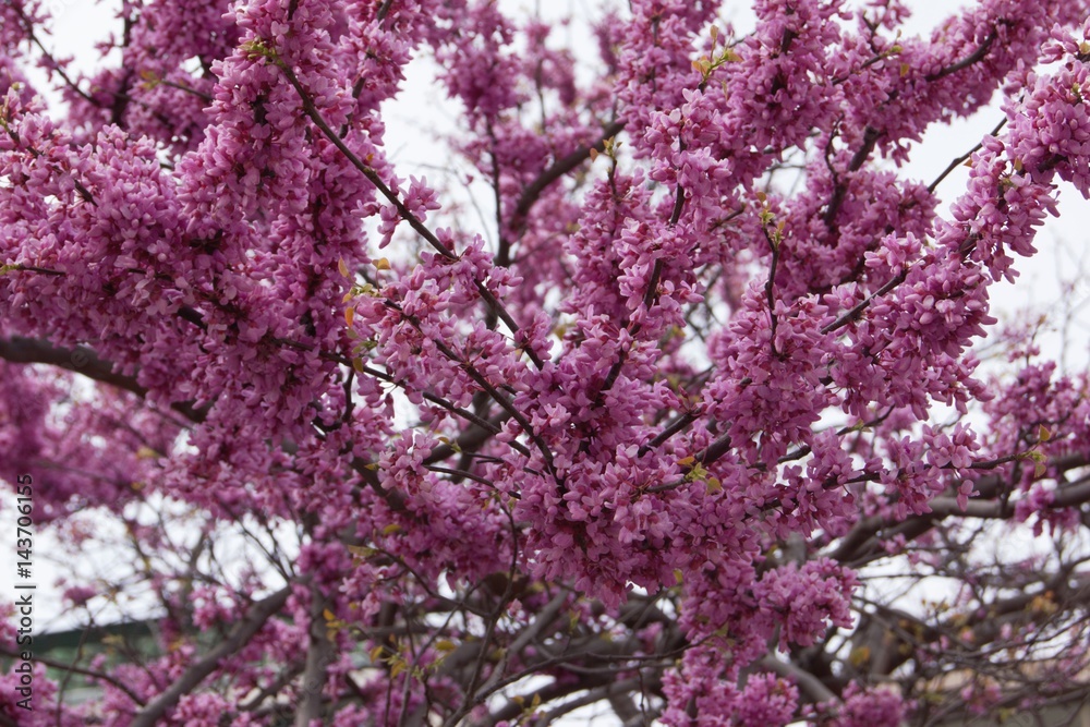 Cercis siliquastrum, commonly known as the Judas tree or Judas-tree ...